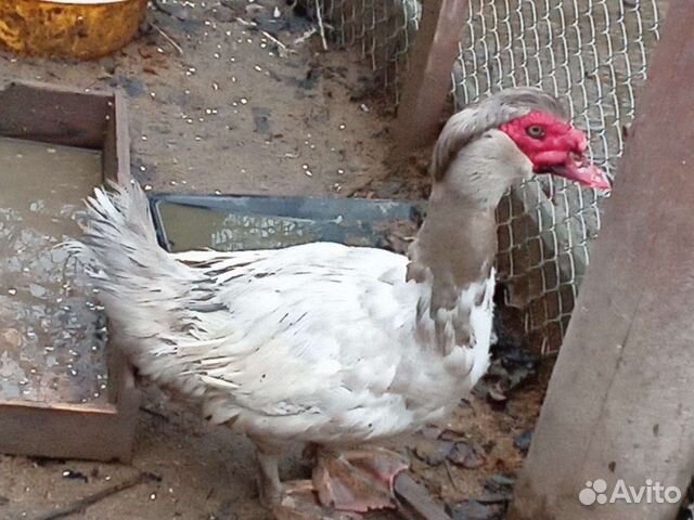 Селезень индоутки