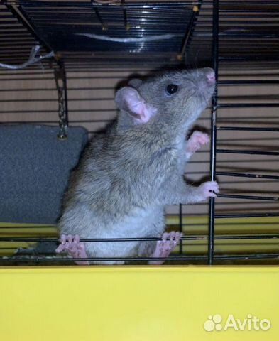 Крысенок-девочка спб