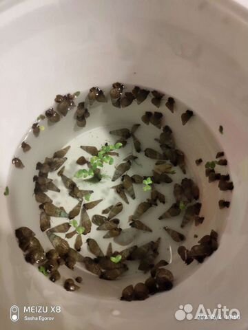 Улитки для аквариума Милании