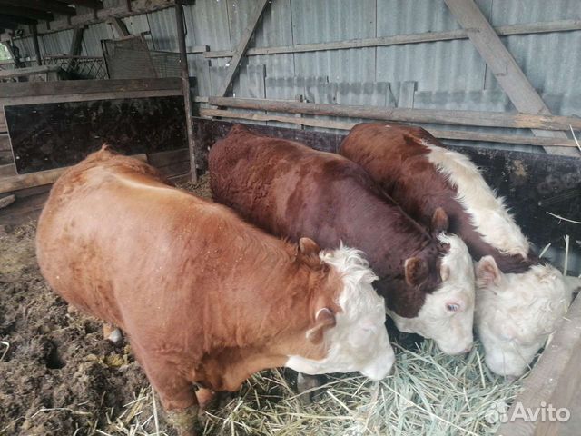 Быки на мясо