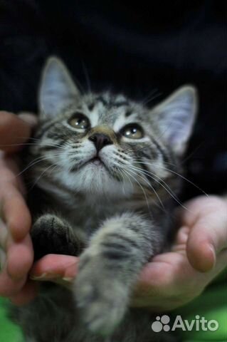 Юппи, маленький котенок 2 мес мечтает о доме