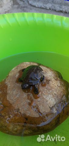 Черепаха бесплатно