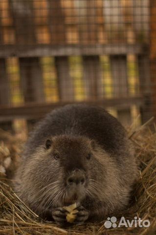 Продам нутрий