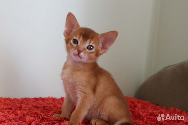 Породистые котята абиссины