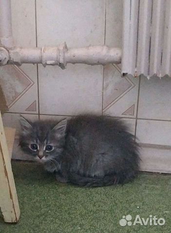 Котёнок