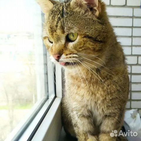 Кот