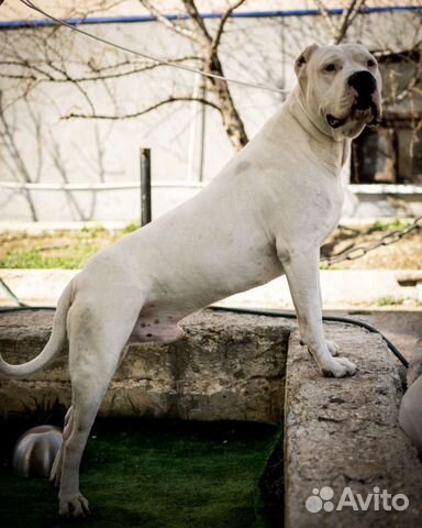 Щенки Аргентинского дога