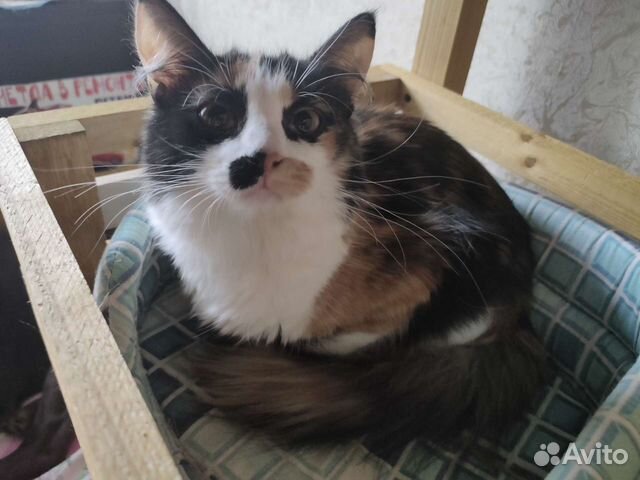Кошка Бусинка