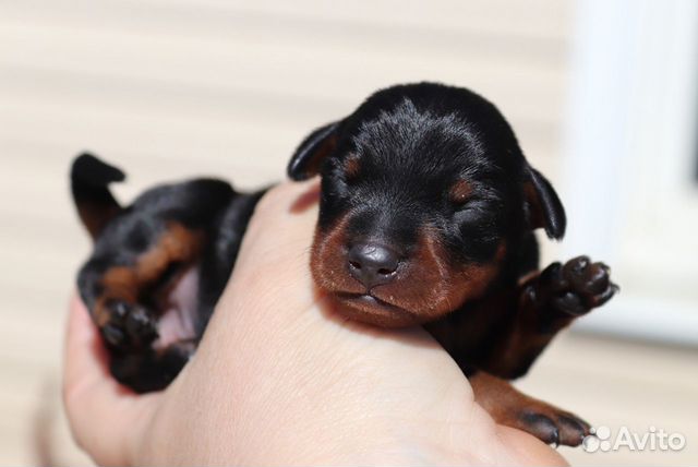 Цвергпинчер (карликовый пинчер - щенки)