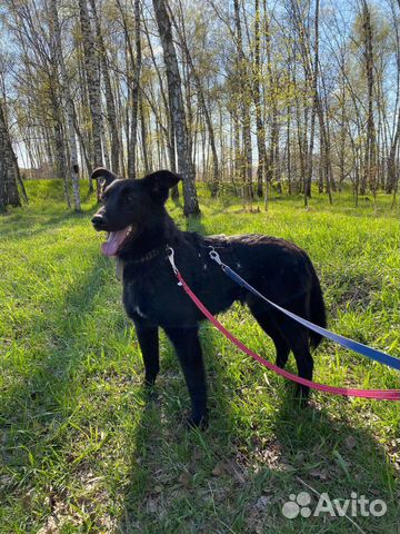 Классный пес Патрик мечтает о доме