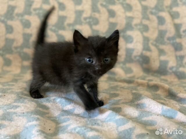 Черная маленькая кошечка