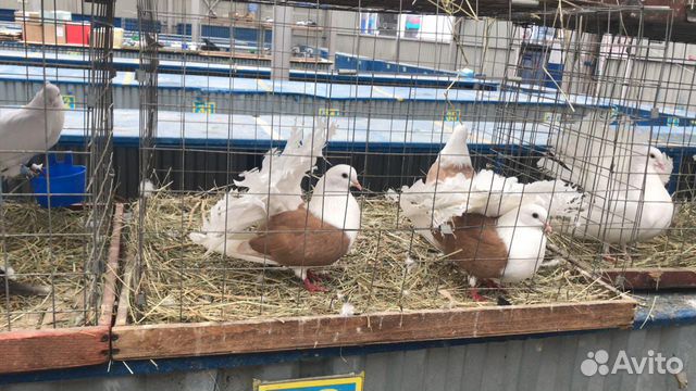 Павлины,Кинги,Штрайсеры