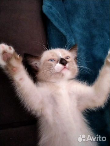 Котенок