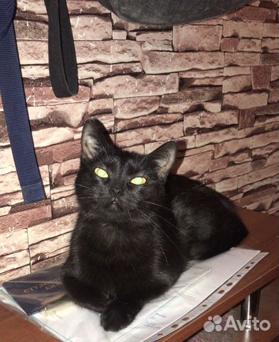 Кошка Гизма в добрые руки