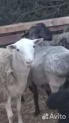 Баран Катумские F1