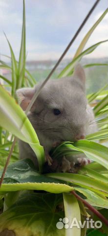 Гетеробежевая шиншилла девочка
