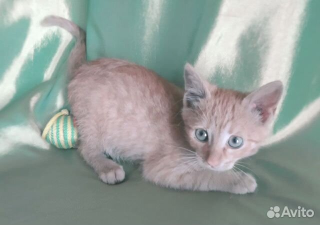 Рыжий котенок в добрые руки
