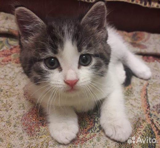 Котенок Василий ищет мам/пап
