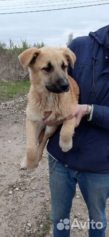 Малышка Алиса в добрые ручки