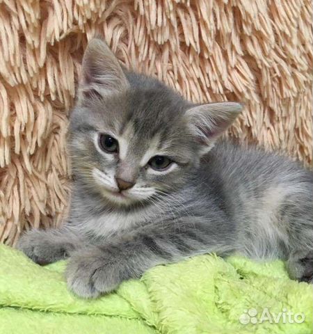 Котята