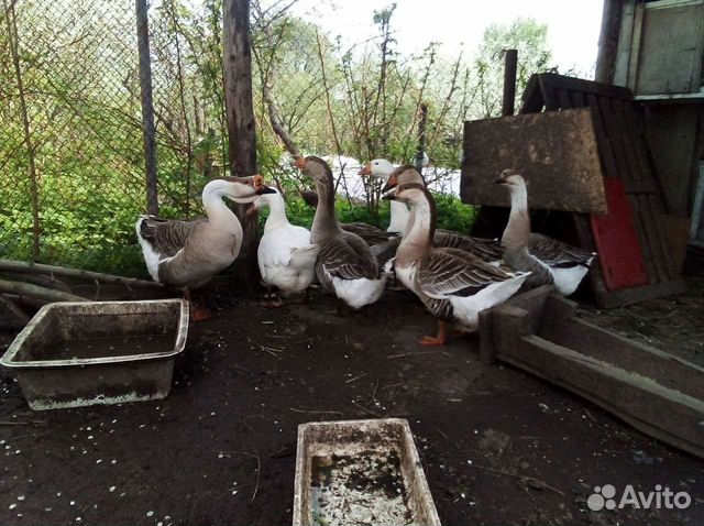 Обмен гусей на других животных