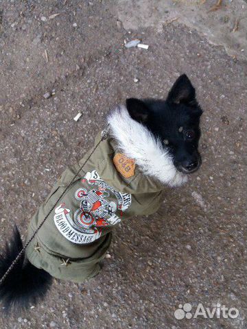 Шпиц Ищет девочку на вязку