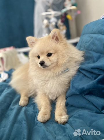 Малый немецкий шпиц