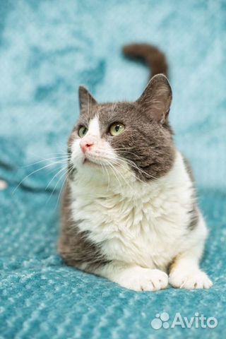Шикарный кот Дымка