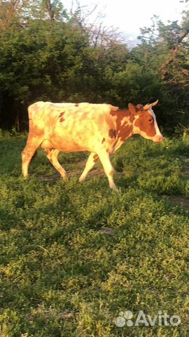 Айширская корова