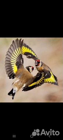 Щеглы, заподок, клетки. Заподки