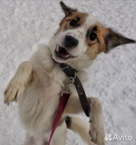 Собака Рем из приюта