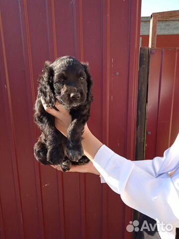 Щенок спаниеля