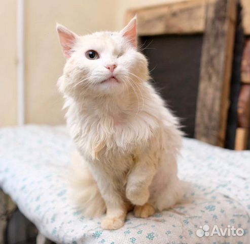 Пьер в добрые руки