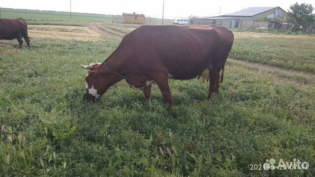 Продам корову