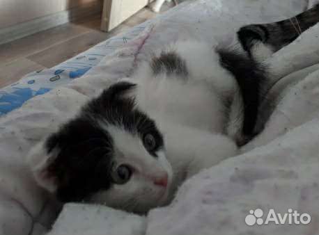 Котёнок вислоухий