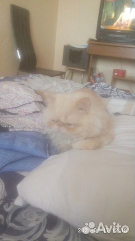 Персидская