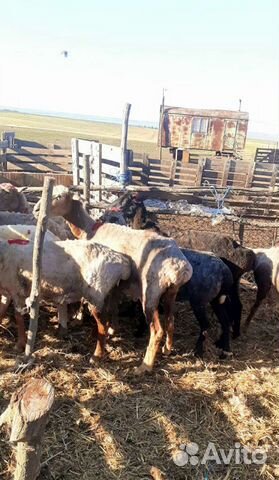 Продаются матки на развод или на мясо