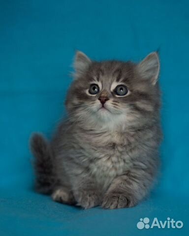 Котенок мальчик