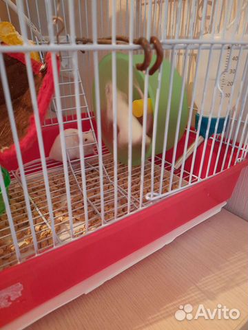 Белые мыши с клеткой