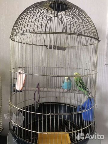 Волнистые попугаи