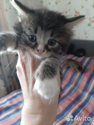 Отдаю прекрасных котят