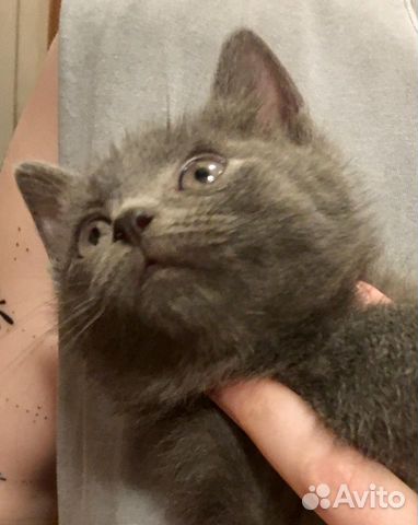 Котята ищут мам и пап