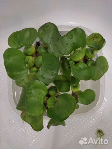 Водяной гиацинт эйхорния