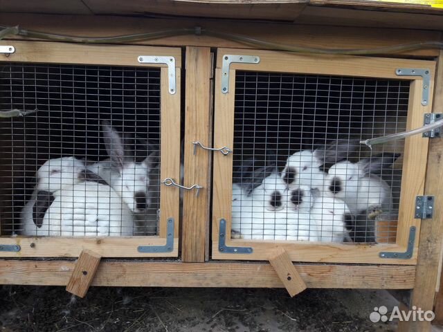 Самец кролика