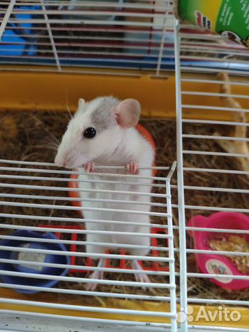 Крыса с клеткой