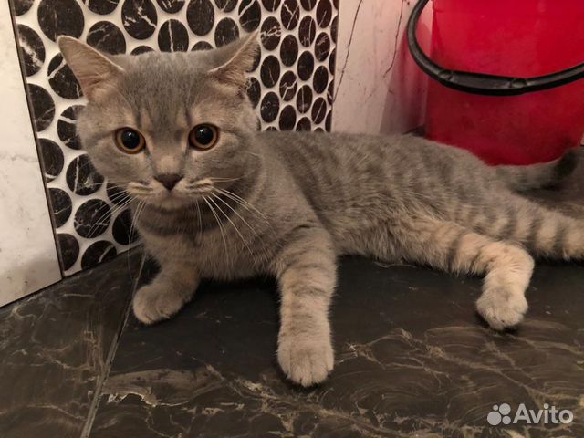 Британские котята