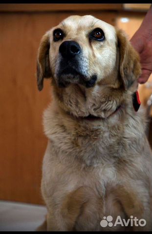 Собака девочка ищет дом