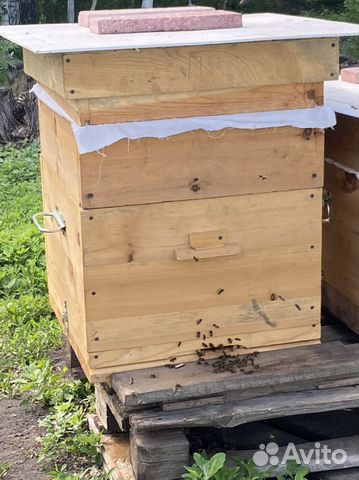 Продам пчелосемьи