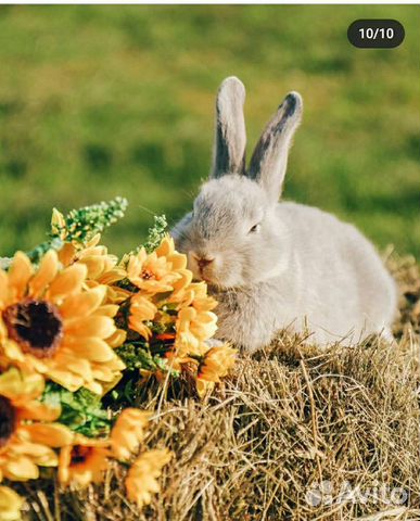 Кролик в аренду для фотосессии