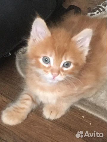 Рыжие милые котята ищут дом